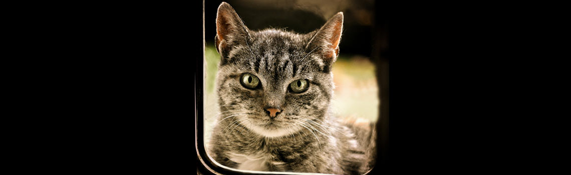 Cat flap advice – Pet-Tek International